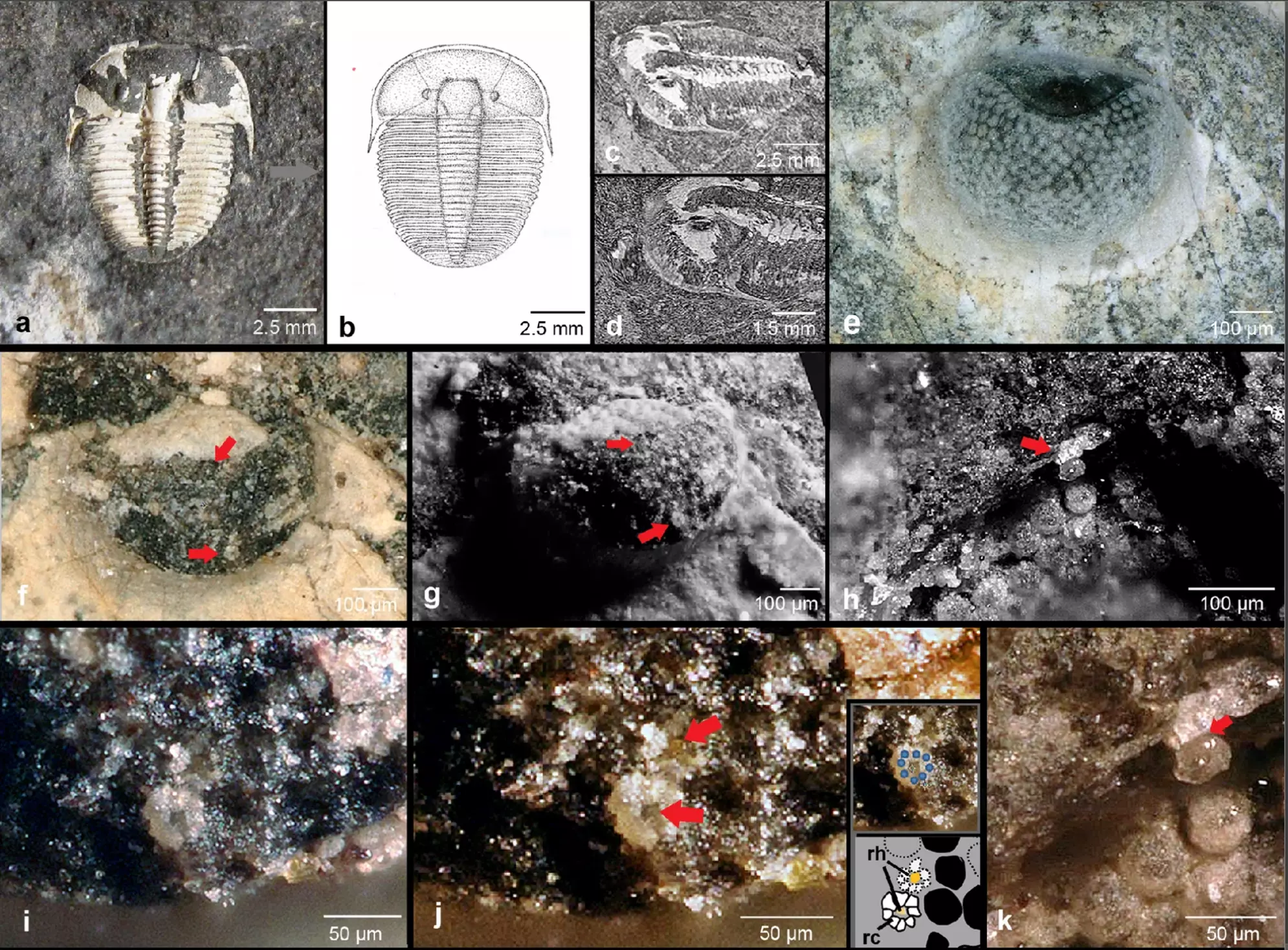 Studie: trilobitögat, 429 miljoner år gammalt, var detsamma som ett bi 42837_1