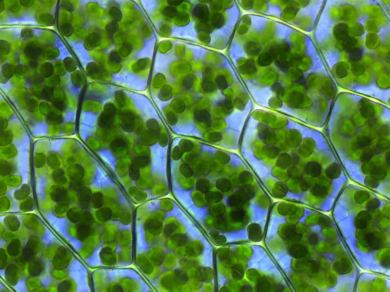 人工または加速光合成：生物圏の臨界応答をどのように改善できるか 42839_1