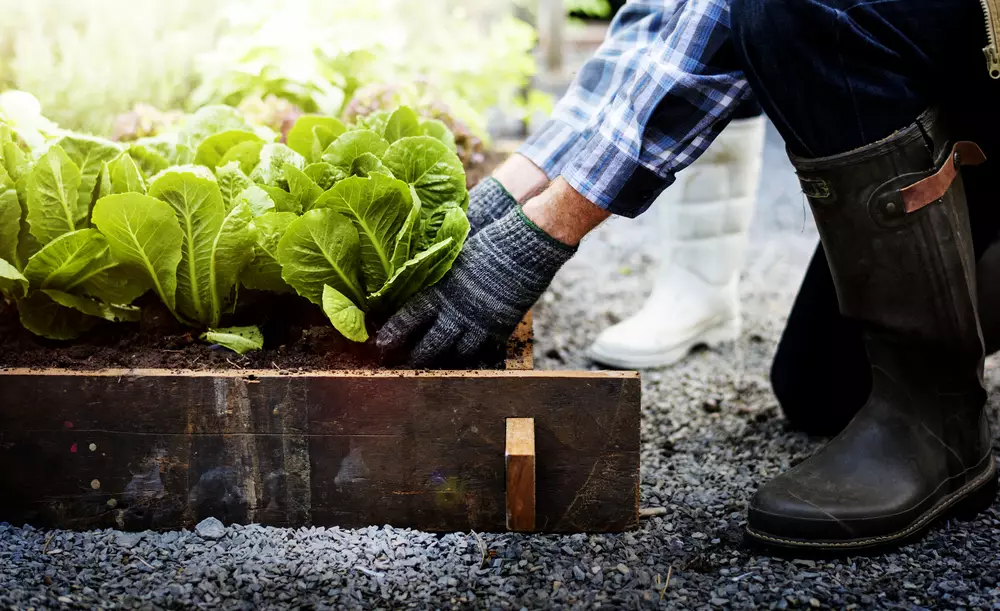 S-a găsit proteina de remodelare a plantelor