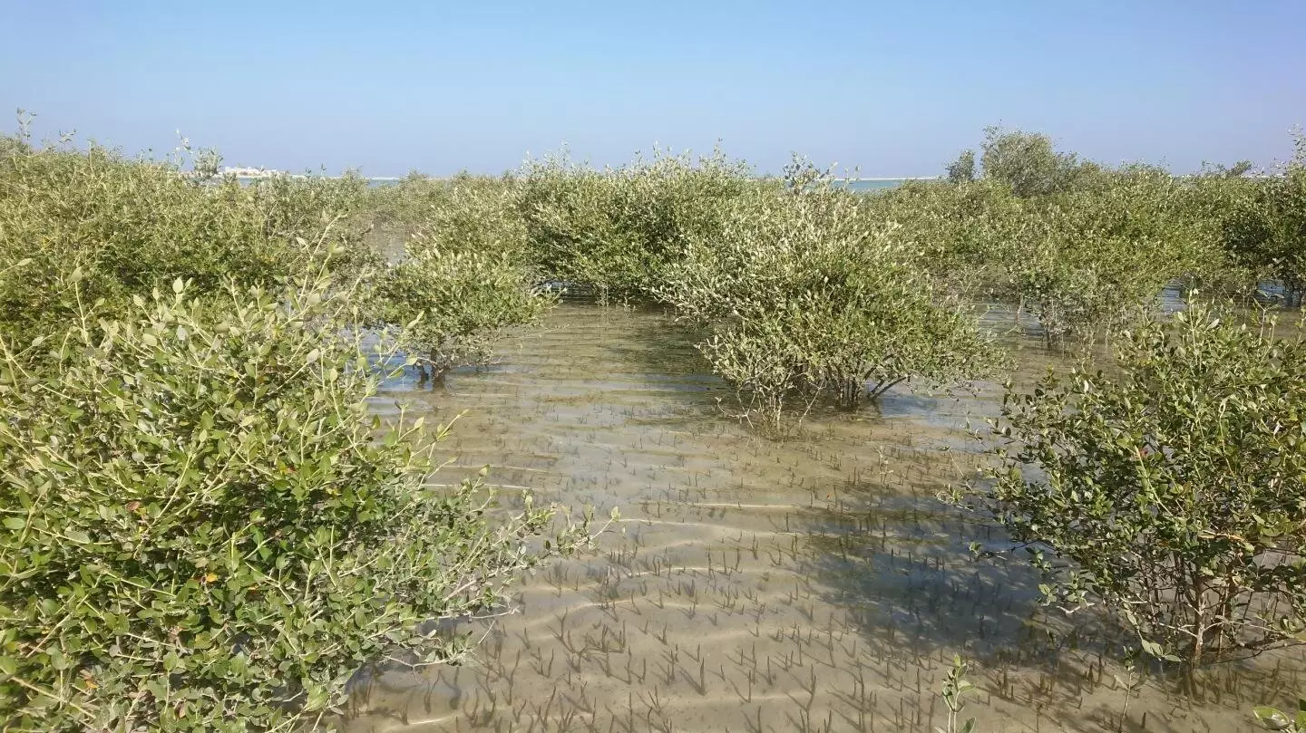 Mangroves ploj hauv Oman 6,000 xyoo dhau los vim kev hloov pauv huab cua