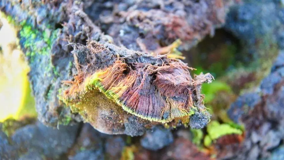 Nuova specie di muschio trovata in Antartide