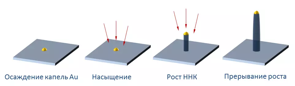 Nanocrystals ប្រូតេអ៊ីនរុក្ខជាតិពិសេសនិងការព្យាបាលដុំសាច់៖ ការអភិវឌ្ Develop ដោយអ្នកវិទ្យាសាស្ត្រវ័យក្មេង 42952_1