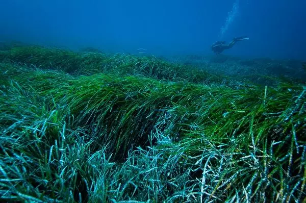 Algae suna da ikon tarko da cire microplastics daga cikin teku