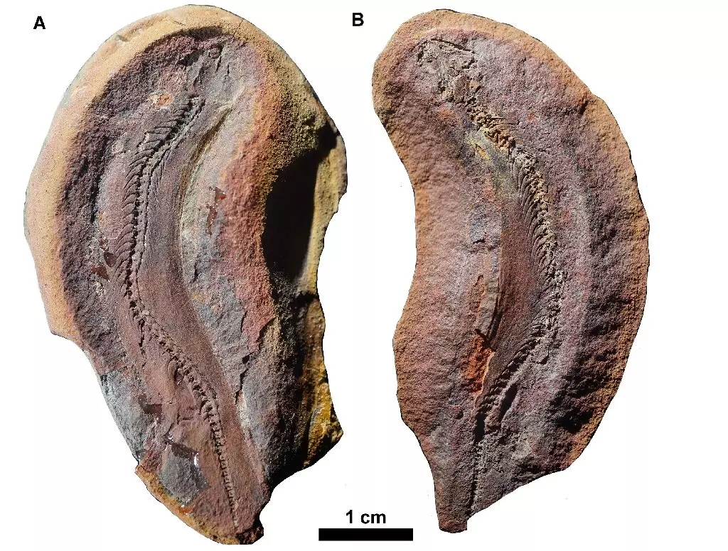 Tsatanetsatane wa moyo wa ma dinosaurs ang'onoang'ono adabwezeretsedwanso: amatchedwa ma microsaurs 43028_1