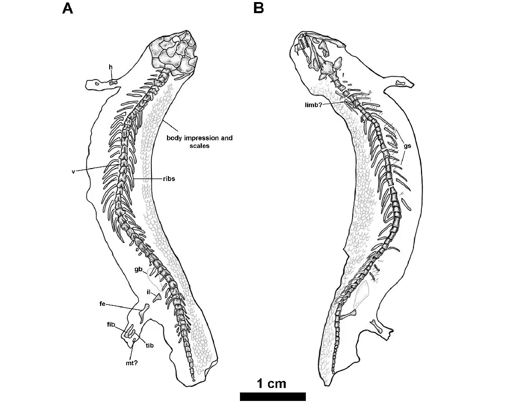 Tsatanetsatane wa moyo wa ma dinosaurs ang'onoang'ono adabwezeretsedwanso: amatchedwa ma microsaurs 43028_2