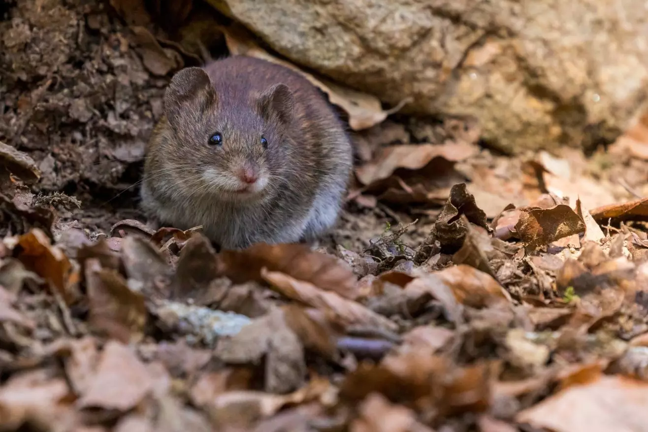 Wetenskaplikes het 'n muis op rekordhoogte gevind