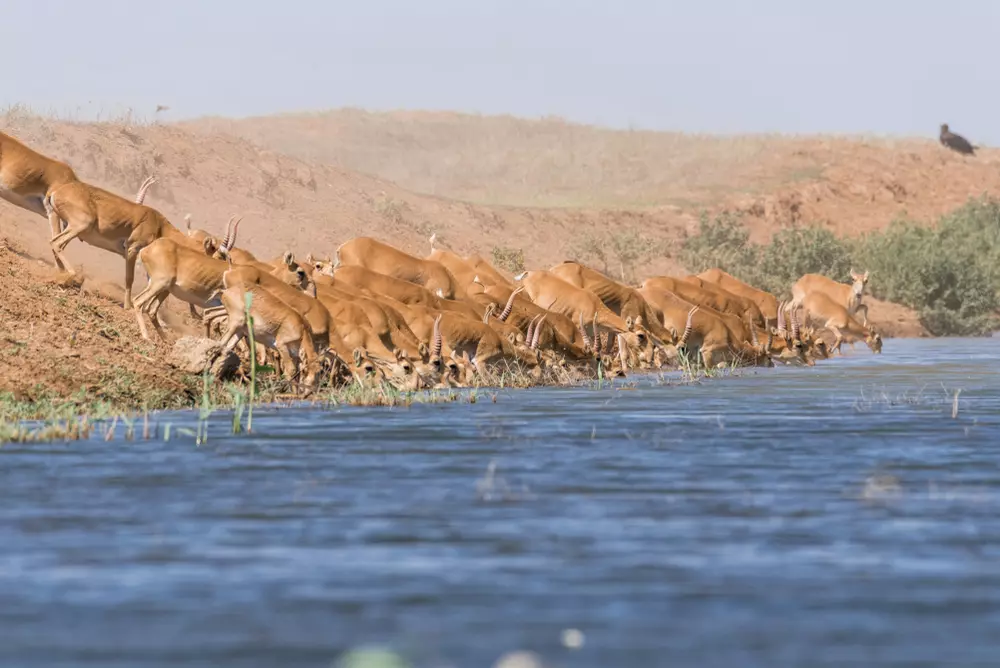 بىر كۈندە ، چاقماق ھىندىستاندا 18 پىل ، قازاقىستاندا 350 كەم ئۇچرايدىغان بۆكەننى ئۆلتۈردى