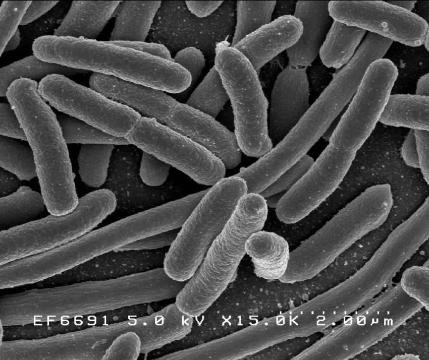 E. coli semakin resisten terhadap antibiotik: gennya diturunkan antar strain