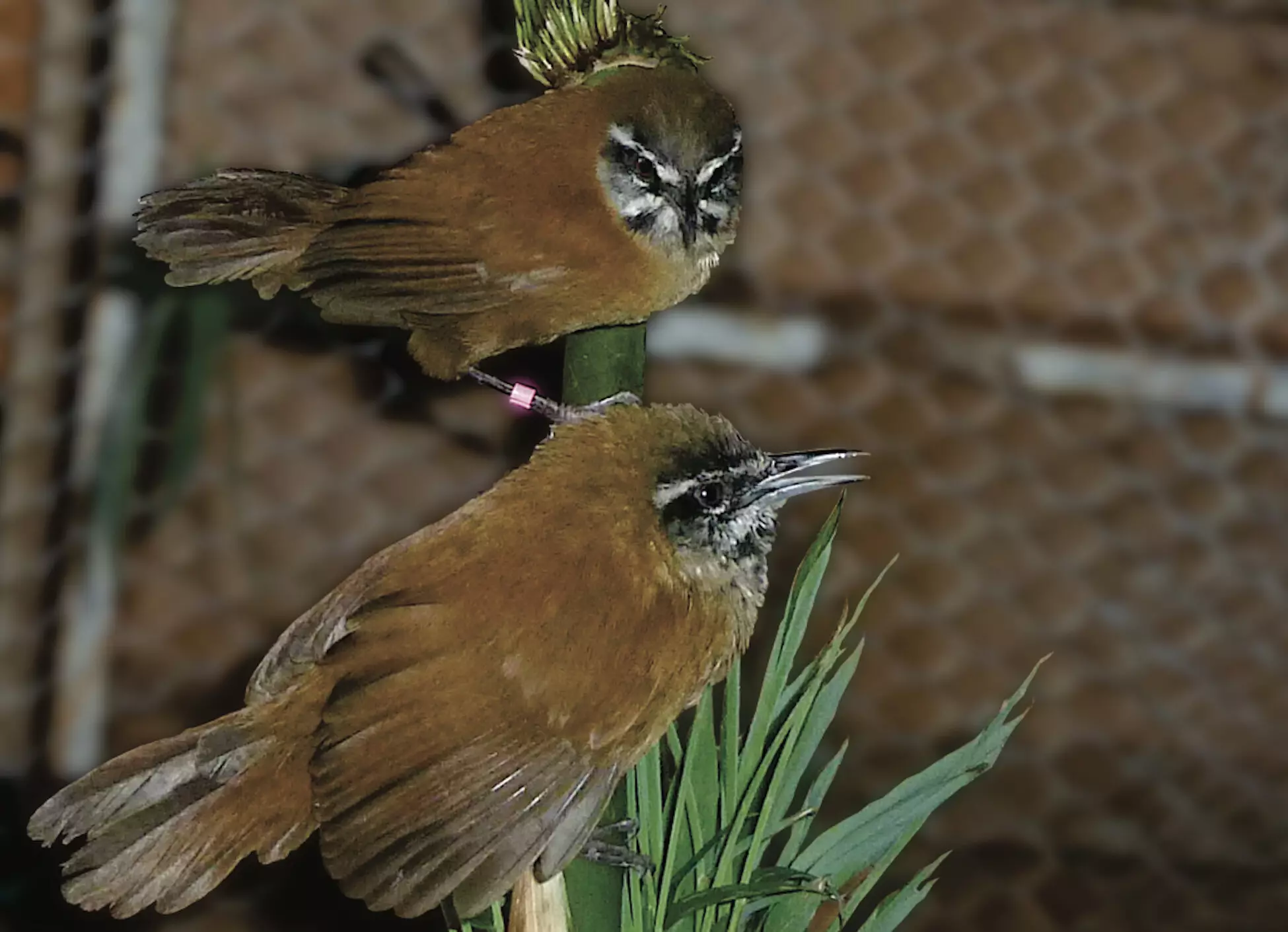 Os dúos de aves mentres cantan suprimen as rexións cerebrais das outras para a sincronización