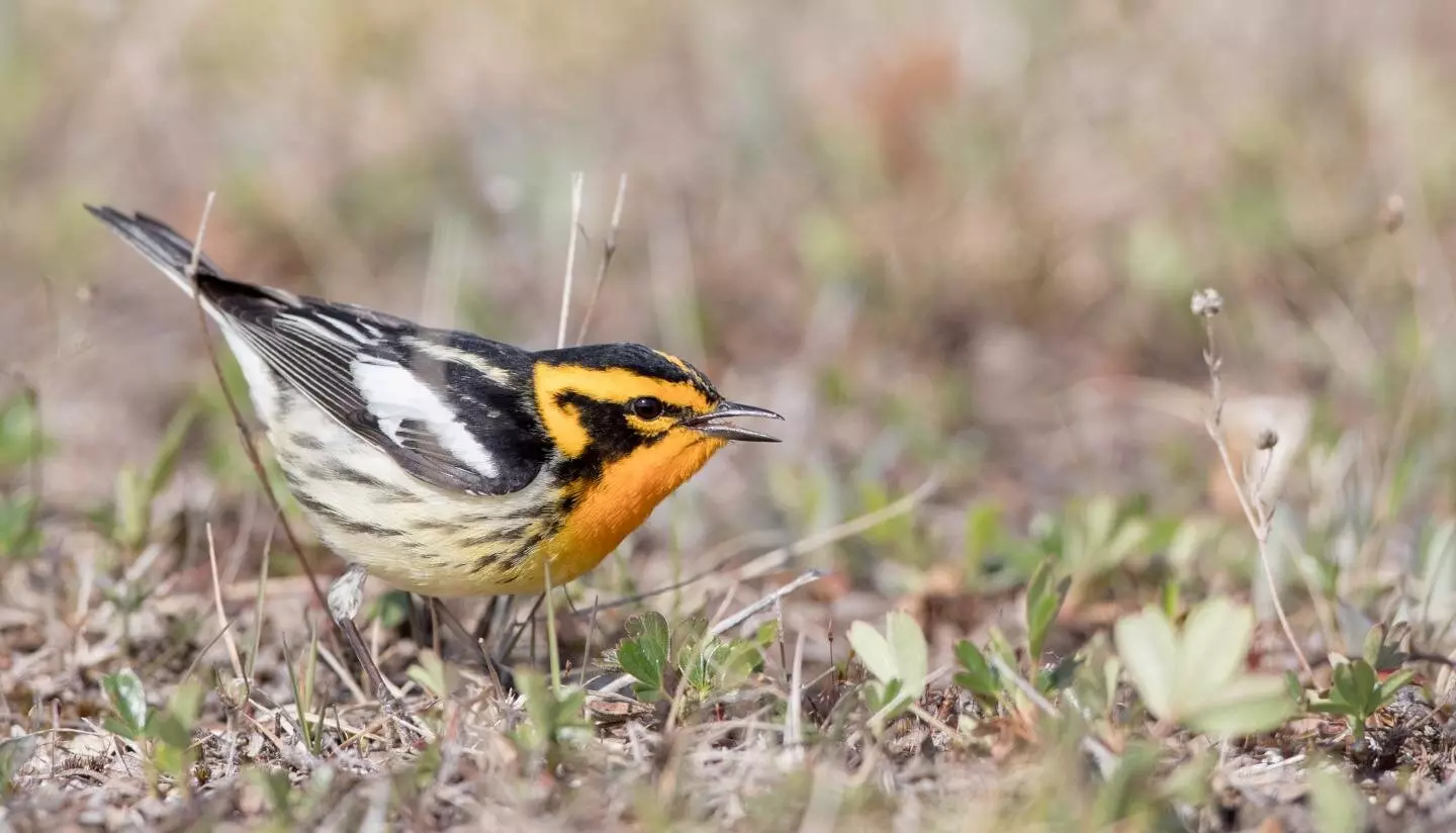 O programa de redución do ozono aforra 1,5 billóns de aves