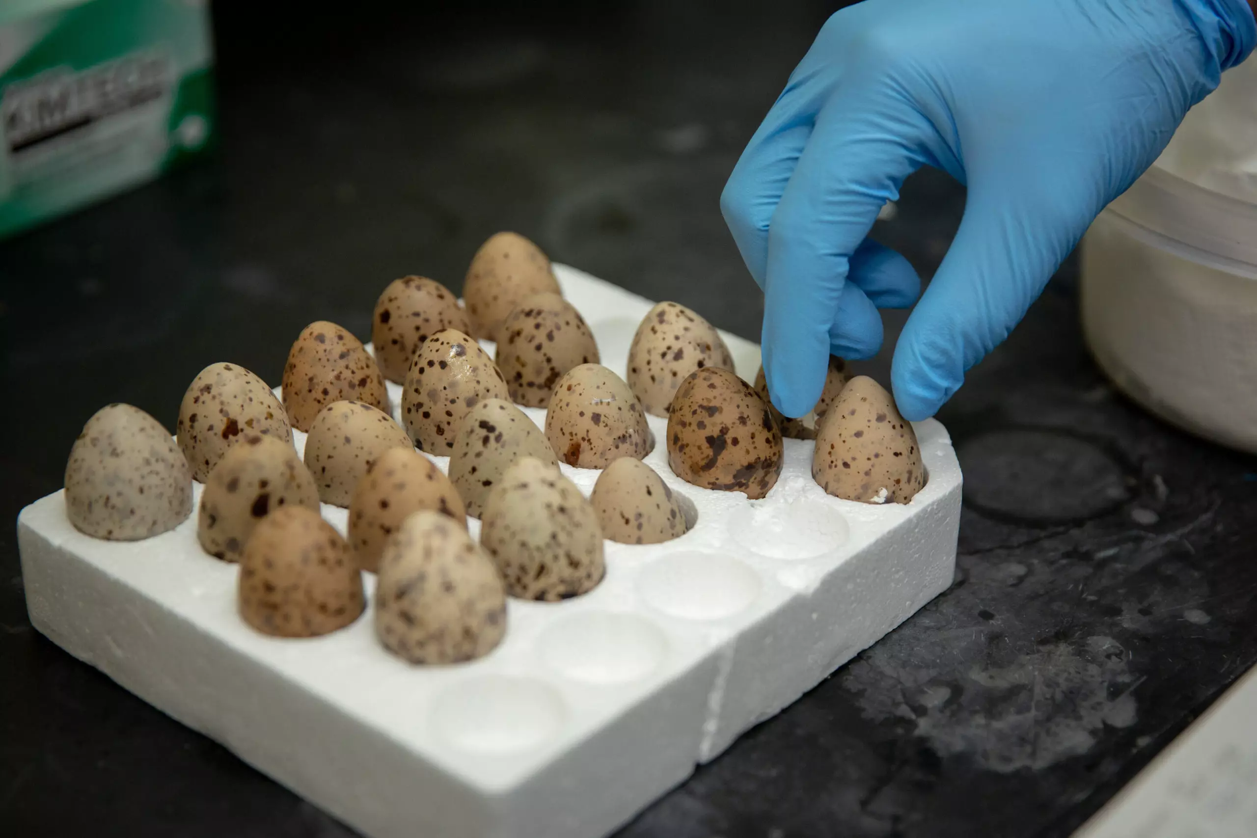 As aves poden conter produtos químicos nocivos durante anos; tamén se poden atopar nos ovos