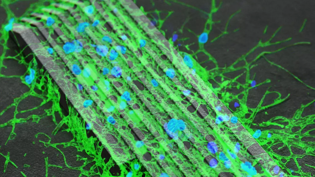 Τα νέα microrobots μπορούν να αλληλεπιδράσουν με το ανθρώπινο νευρικό σύστημα