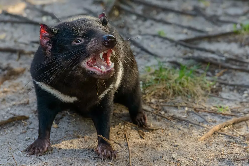 Ny siantifika dia nahita karazana kanseran'ny devoly Tasmania miisa 5 hafa