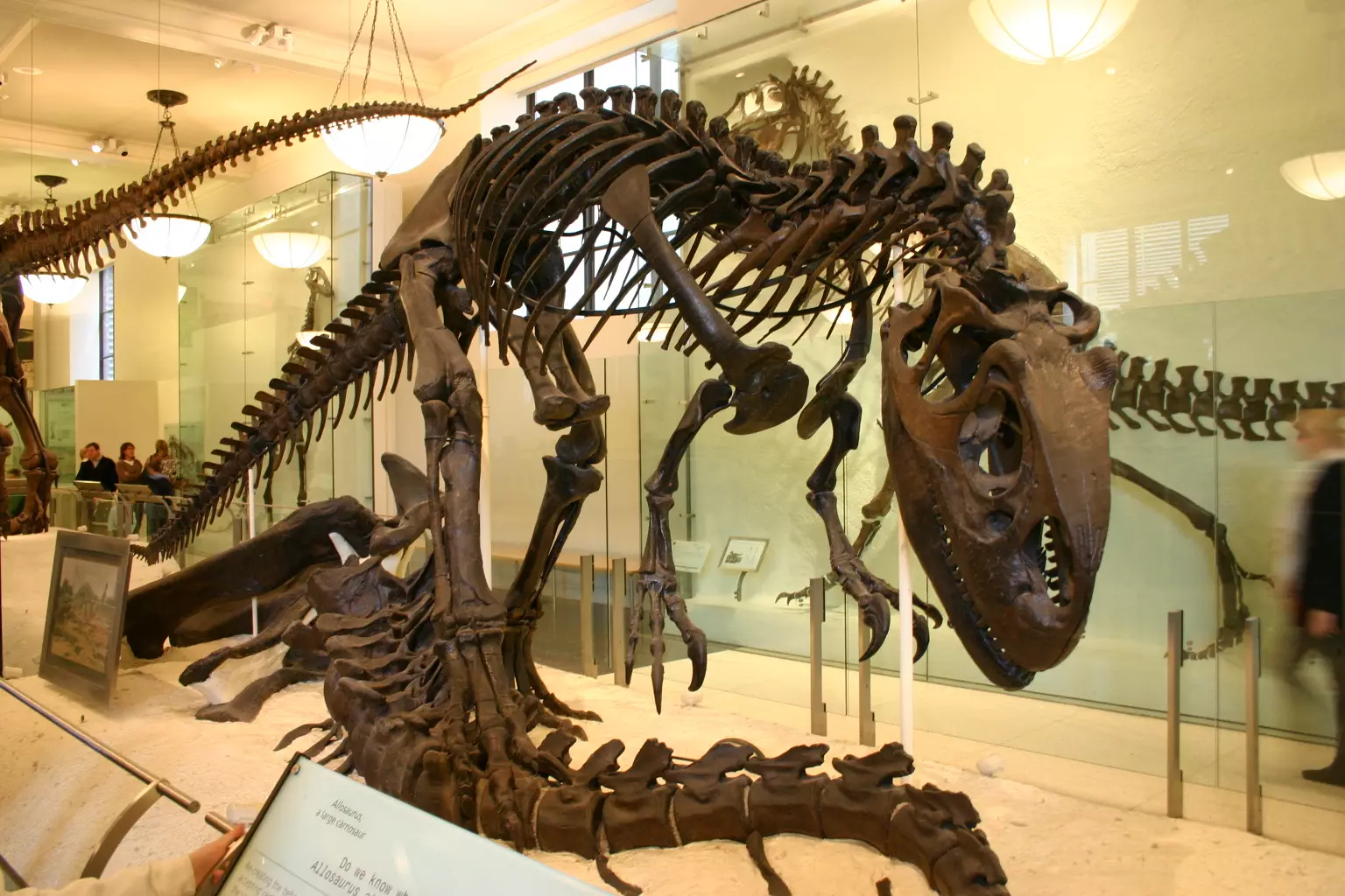 العملاق Allosaurus ، على الرغم من حجمه ومظهره المفترس ، كان الزبالين