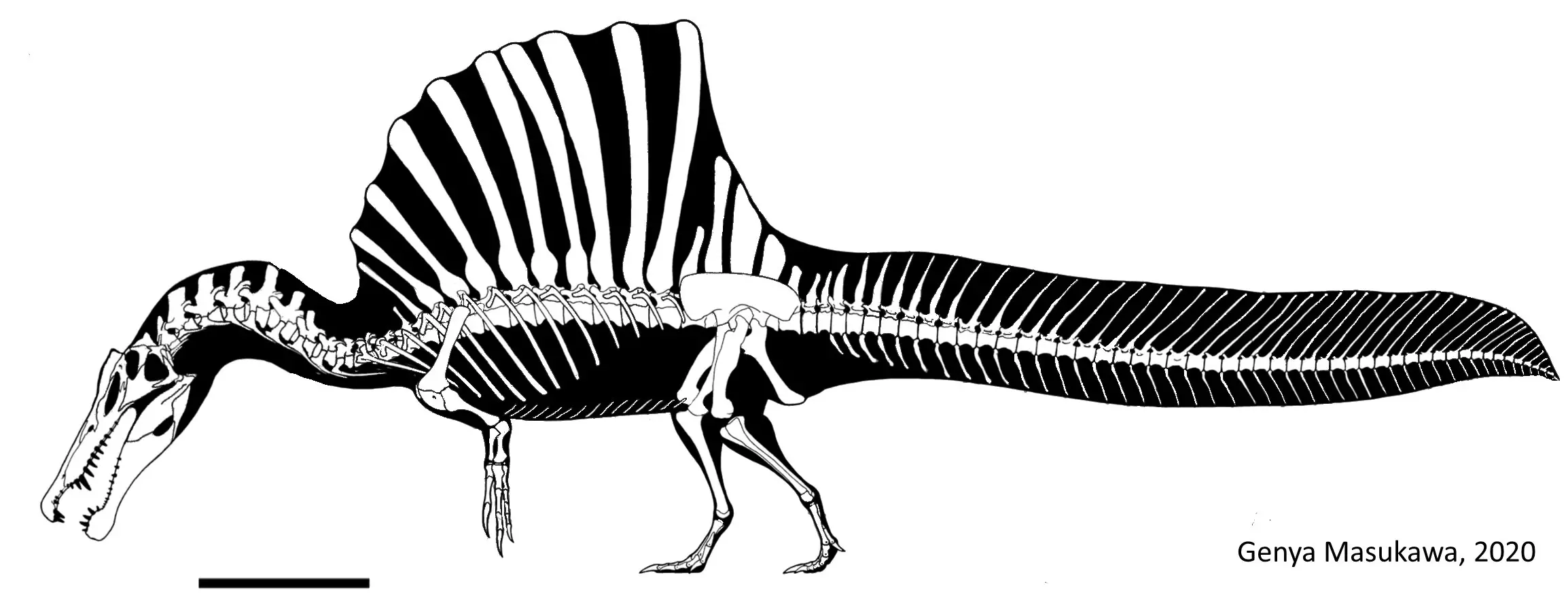 Haikara -dinosaurus löysi uivan huonosti, mutta söi kalaa