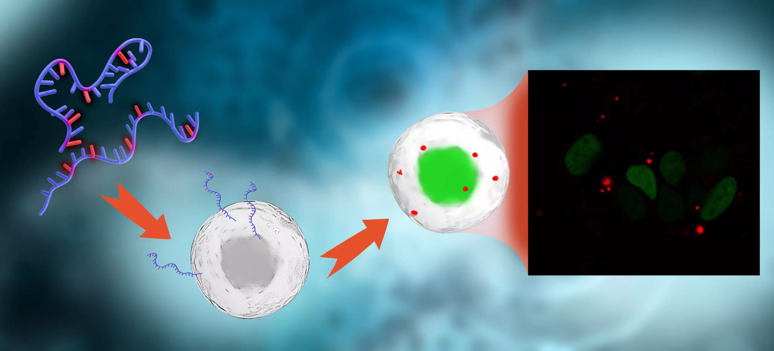 Scientists have learned to track RNA in real time