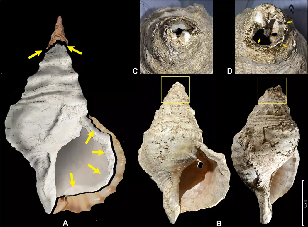 O instrumento musical de vento máis antigo ten 18 mil anos. Esta é unha cuncha de caracol