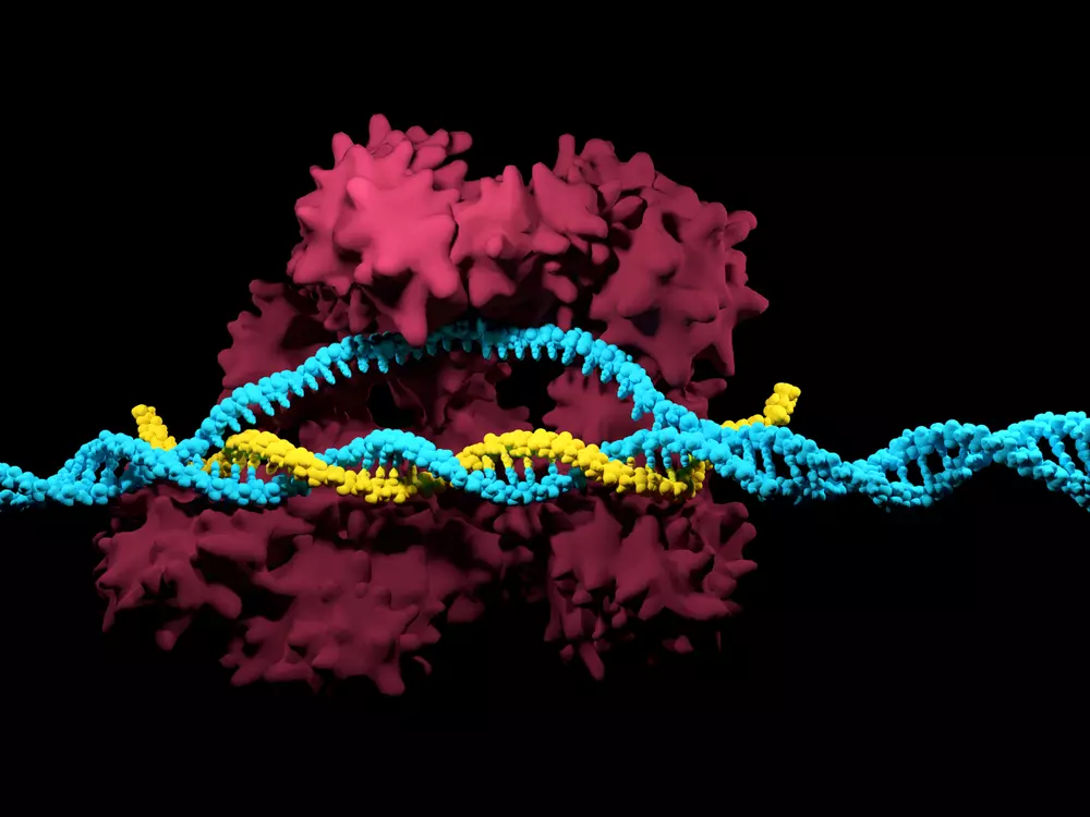 TALEN genomredigeringsverktøy overgår CRISPR-Cas9 5 ganger