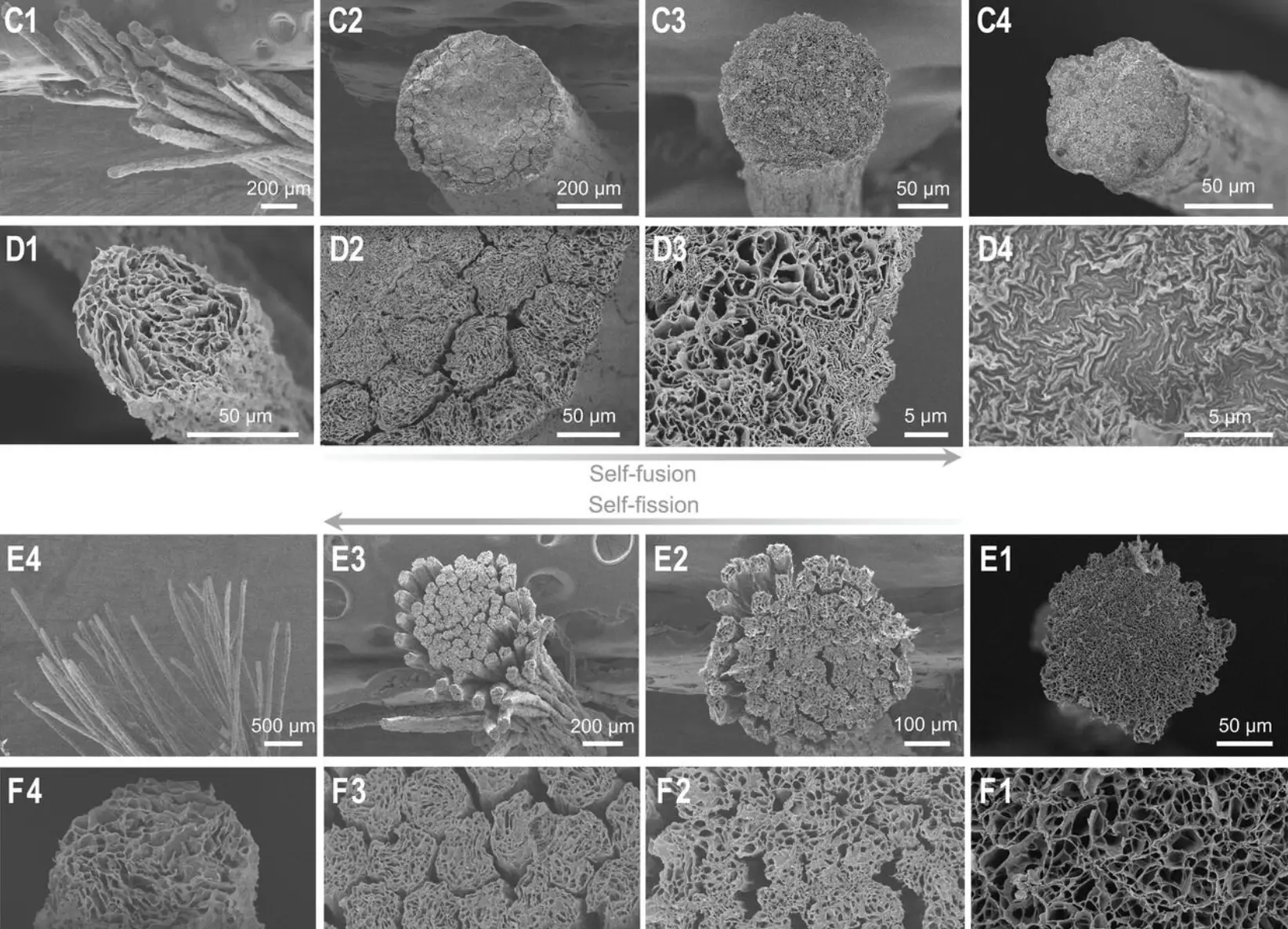 Asayansi aphunzitsa graphene kupatukana ndi kusonkhana