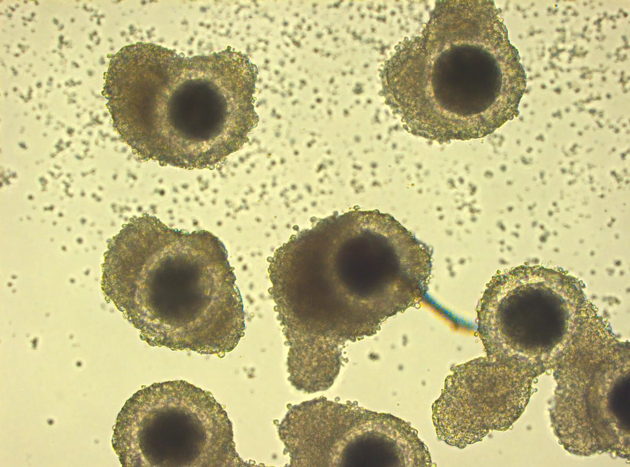 Gihimo ang una nga mga in-vitro embryo gikan sa mga germ cells sa Africa lion 43992_0