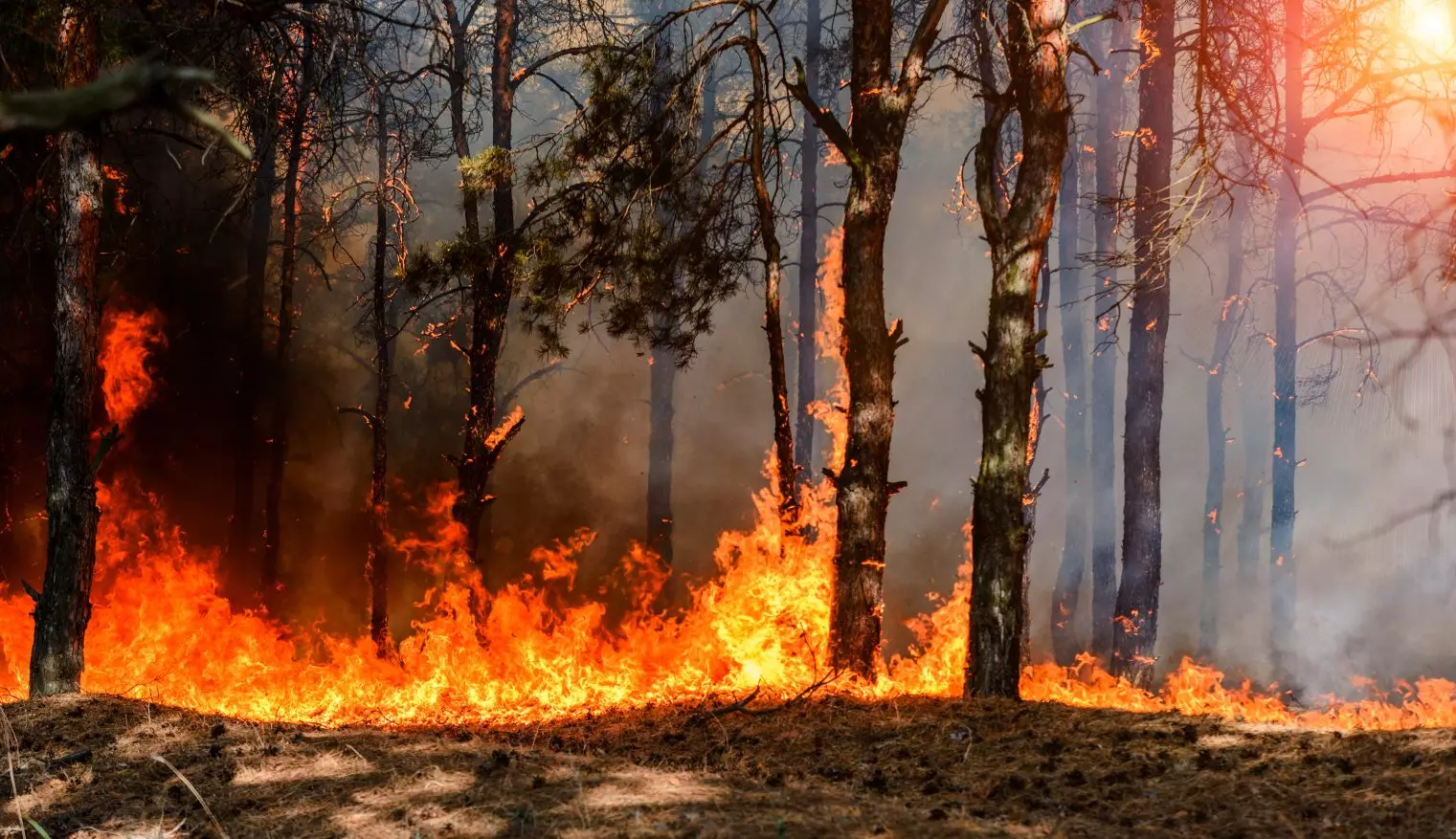 Incendiile de primăvară din Rusia au afectat 13,5 milioane de hectare. Aceasta este mai mult decât zona Greciei