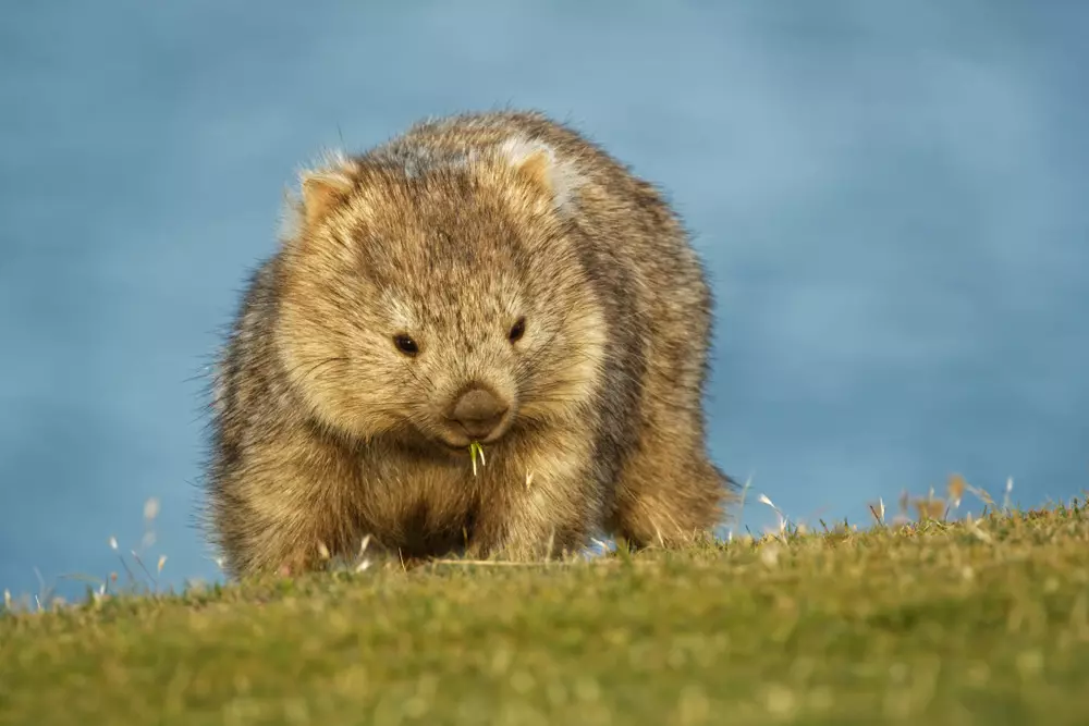 Greenpeace: wombats begynder at redde smådyr fra naturbrande i Australien