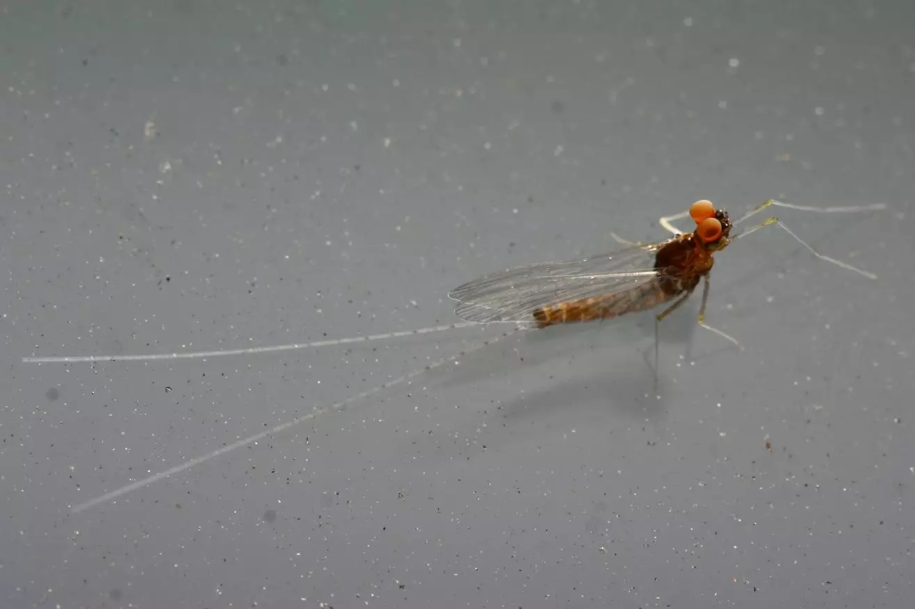 As ás dos insectos evolucionaron a partir das extremidades