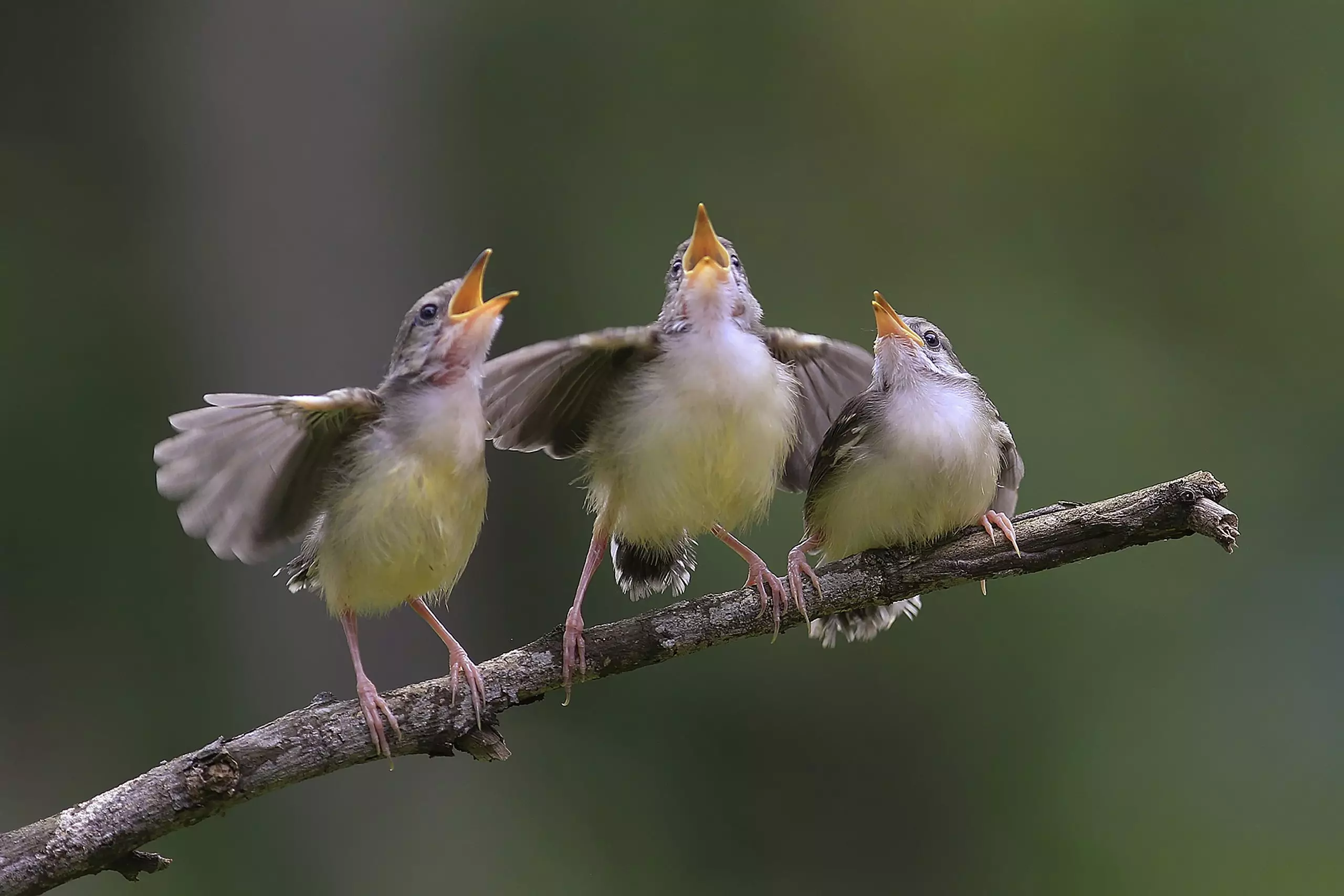 Para ilmuwan telah menjelaskan mengapa burung mengembangkan otak besar sama sekali. Mereka harus tumbuh lebih bijaksana!