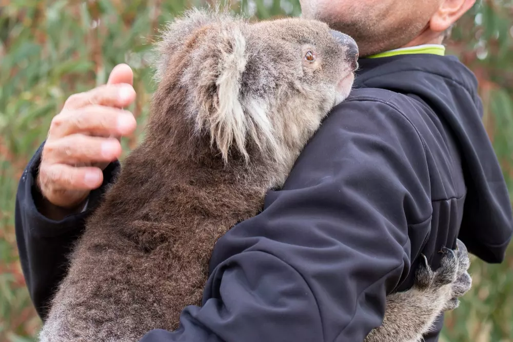 Nei Bränn an Australien hunn 40% vun der Insel zerstéiert, déi vu rare Déierenaarten bewunnt ass 44227_2