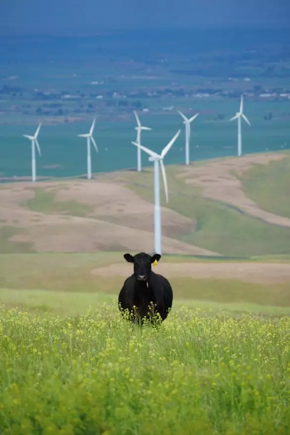 Çin'de güneş enerjisi geleneksel elektrikten daha ucuz hale geldi