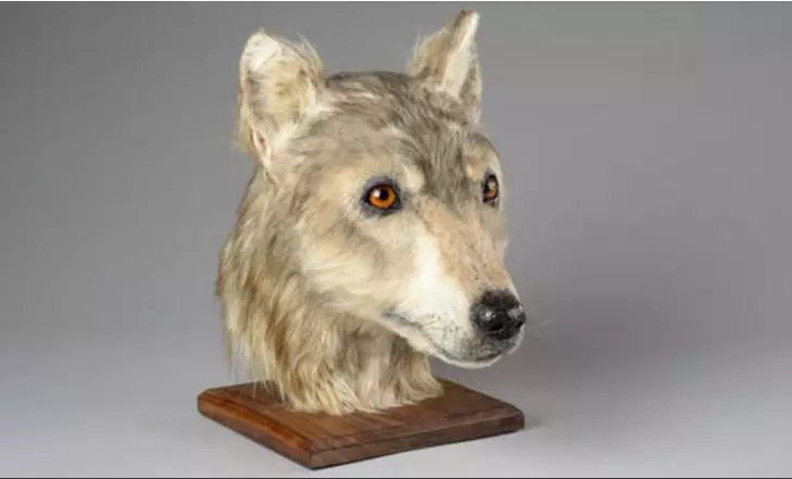 Scientists have shown what dogs looked like 4500 years ago