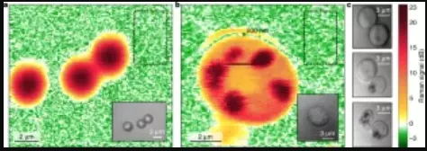 Meetso ea li-cellular e e-s'o ka e e-ba teng: li-microscopes tsa bokamoso li sebetsa joang le se ka bonoang ho tsona 45522_1