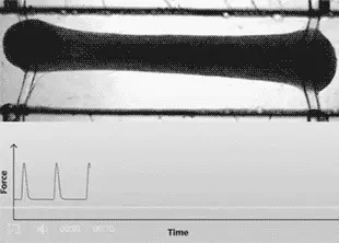 Dysgodd meinwe galon artiffisial tri dimensiwn gontractio 45940_1