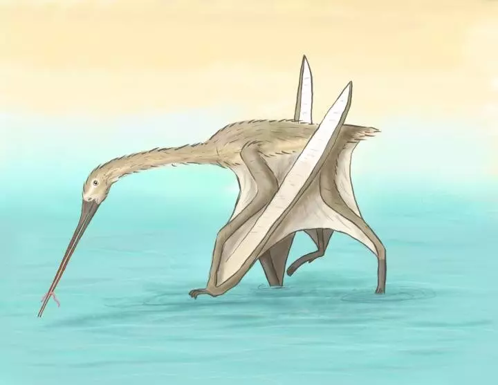 Iingcali zenzululwazi zifumene i-pterosaur enobukhulu be-turkey. Kwathi kanti luhlobo olutsha 46756_1