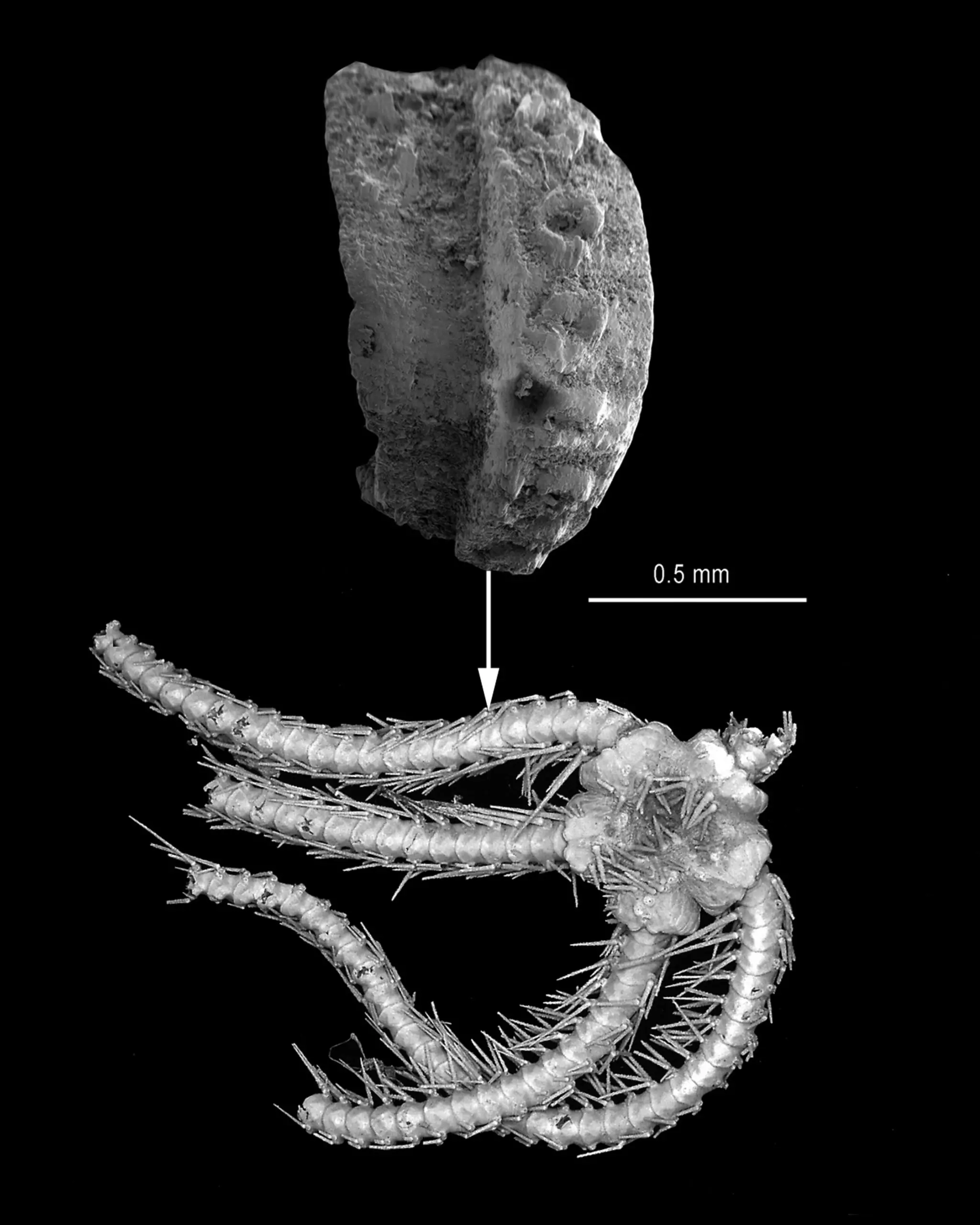 Nuova specie di stelle fossili che prende il nome dal cantante dei Nightwish 46757_1