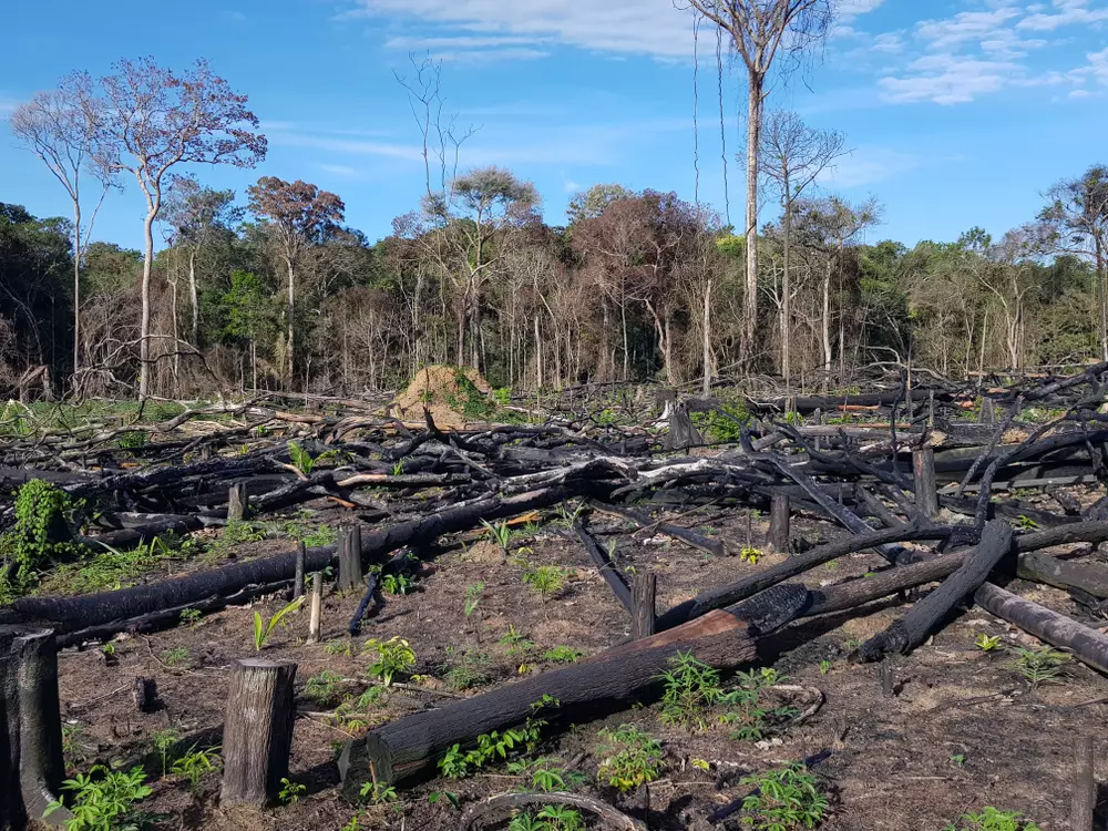 Akankah hutan yang dipulihkan menyelamatkan Amazon? Pihak berwenang Brasil tidak meninggalkan kesempatan 47880_3