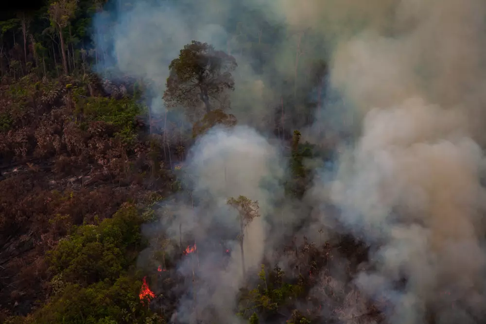 Naha leuweung anu disimpen deui tiasa ngahemat Amazon? Otoritas Brasil henteu kéngingkeun kasempetan 47880_4