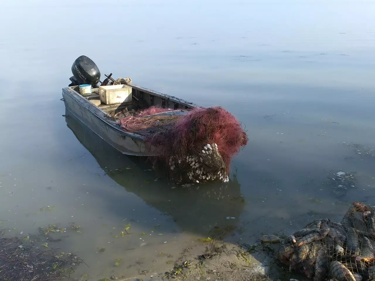 研究：海洋酸性化は何百万もの動物に影響を与える可能性があります 47918_1