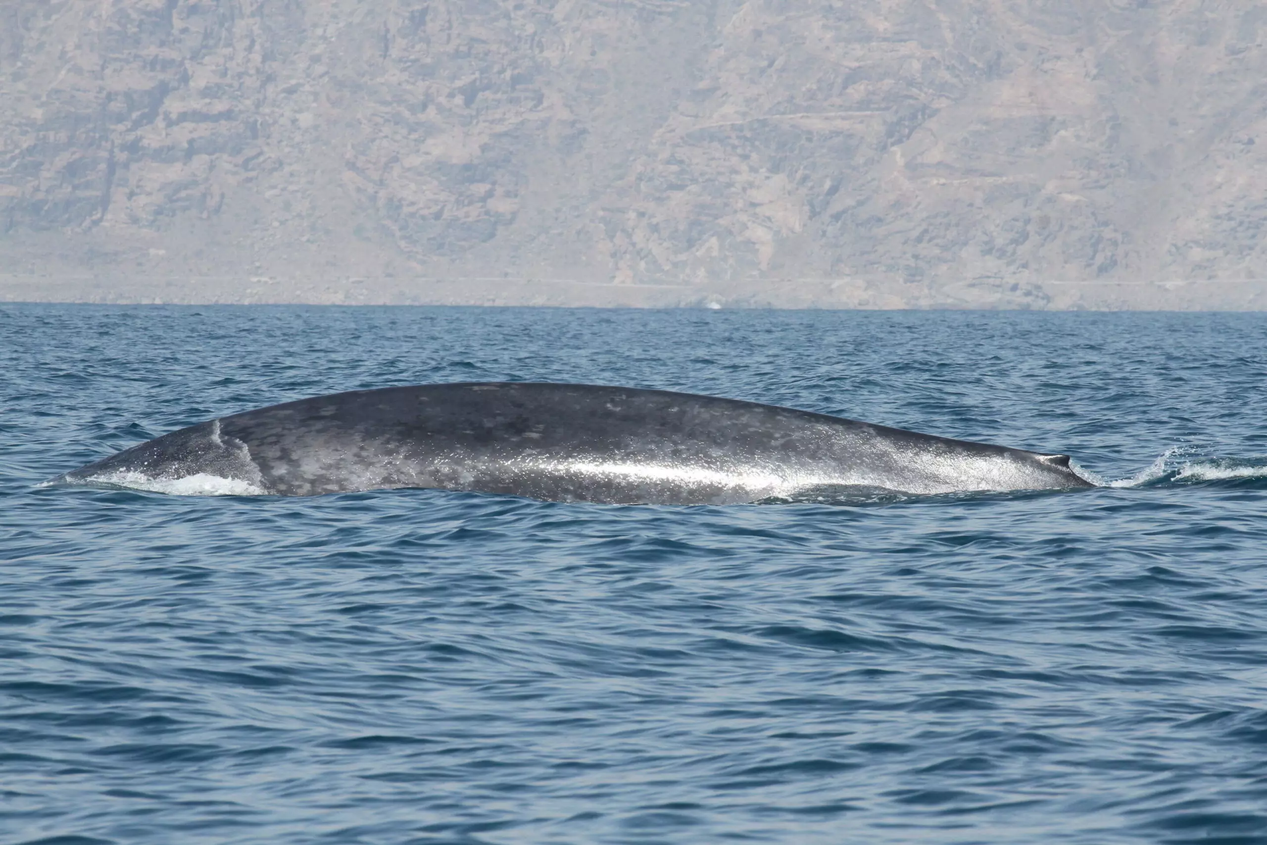 Nueva población de ballenas azules descubierta con su propia canción única 48703_1