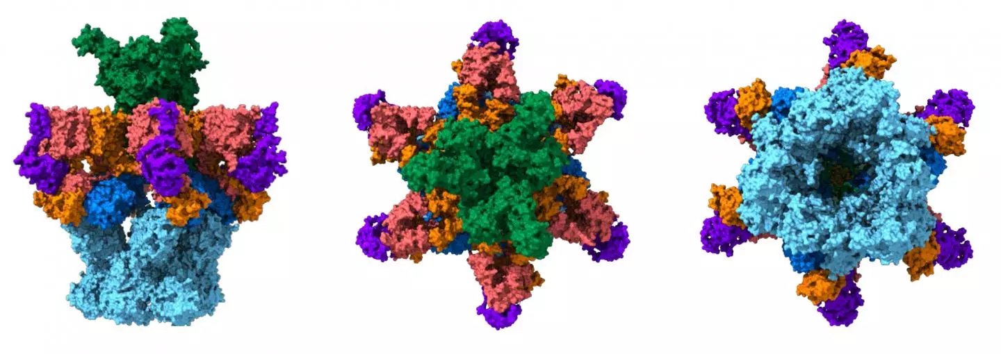 Découvrez à quoi ressemble la bactérie de la tuberculose dans le corps humain 48963_1