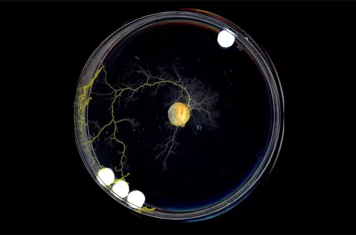 Scientists have figured out how mold decides where to go 49063_1