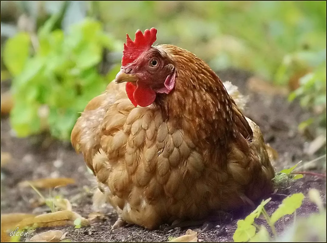 Eksperimentet e modifikimit të ADN -së në embrionet njerëzore mund të ndihmojnë në kurimin e sëmundjeve të trashëguara 49316_1