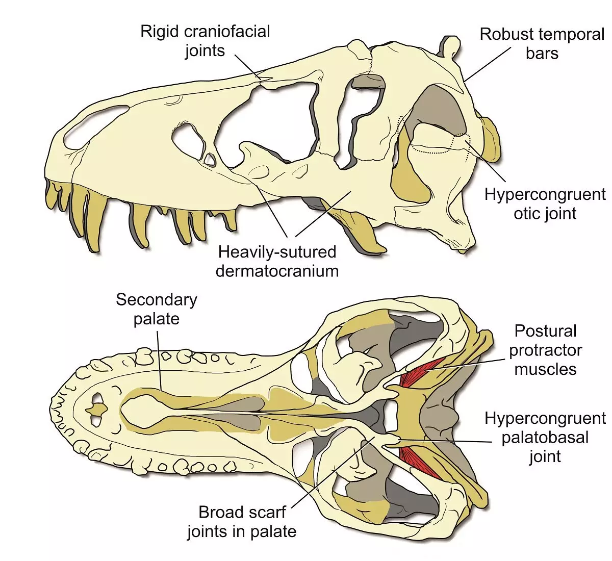 Ukufundwa: UTyrannosaurus Rex angayichoboza imoto emhlathini ngaphandle kokulimaza amazinyo 49889_2