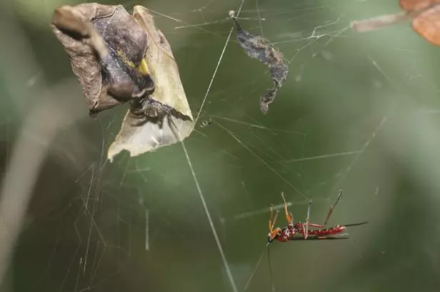 Nadiskobrehan sa mga syentista ang mga wasps nga gihimong mga zombie ang mga lawalawa. Ug pahimua sila nga magsunod sa mga mando! 49942_1