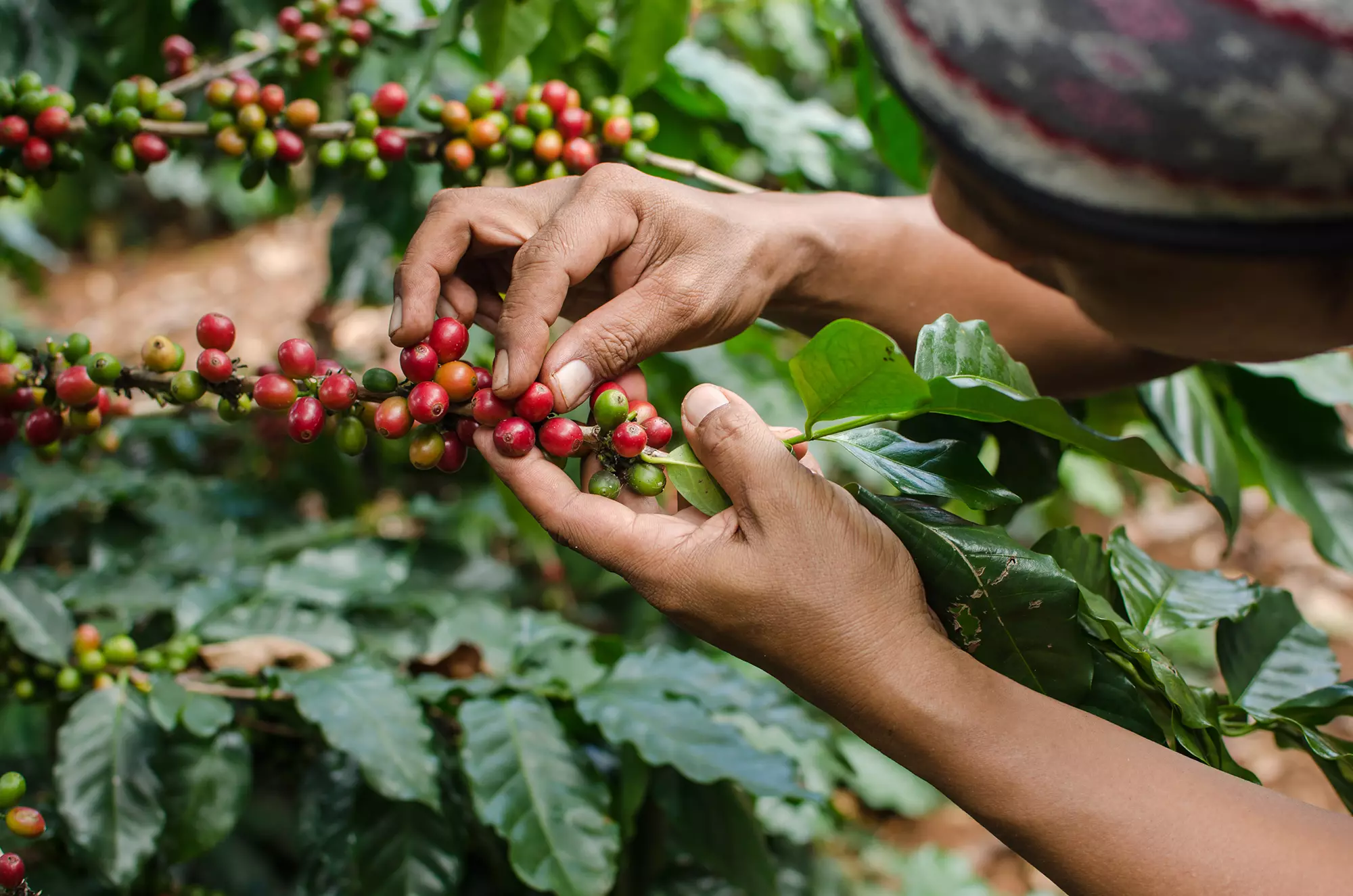 Paglikay gikan sa kagutom: ngano nga ang kape, patatas ug trigo hapit na mamatay ug unsa ang kan-on naton sa 20 ka tuig 49963_2