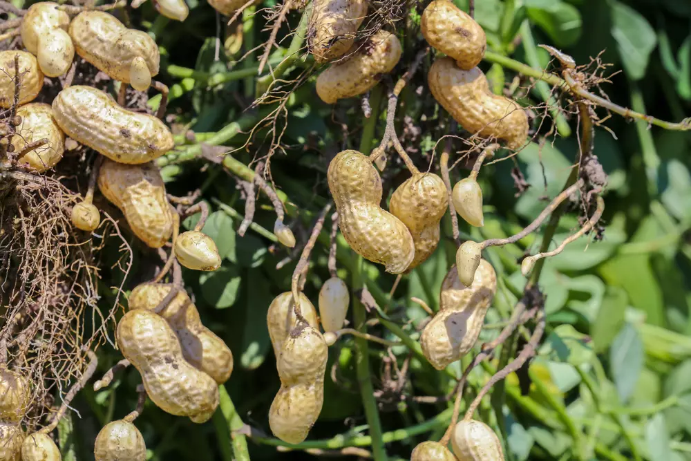 Jaħarbu mill-ġuħ: għaliex il-kafè, il-patata u l-qamħ qed imutu u x'se nieklu f'20 sena 49963_5