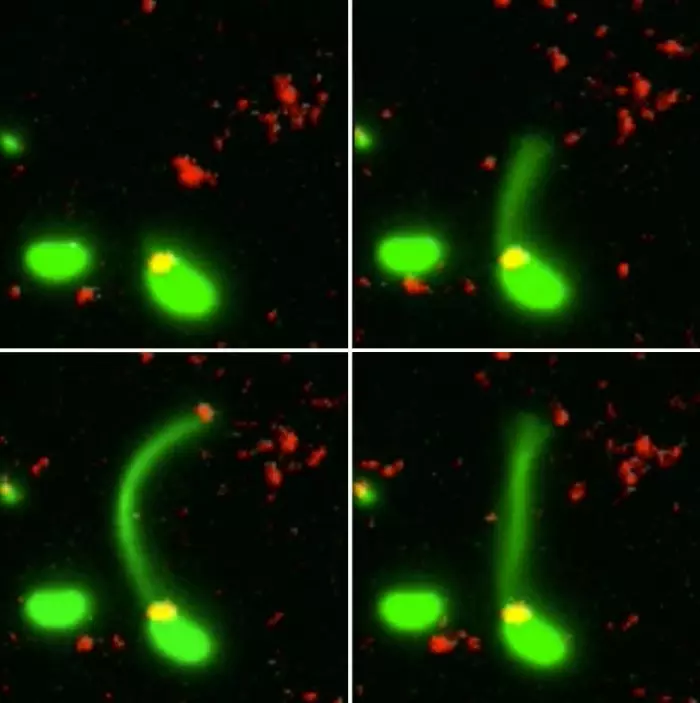 Biologen sahen zuerst, wie Bakterien 