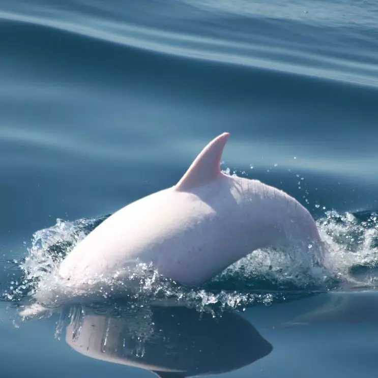 Sevenedi ýyldan soň Gara deňizde tapylan albino delfine serediň 50227_1