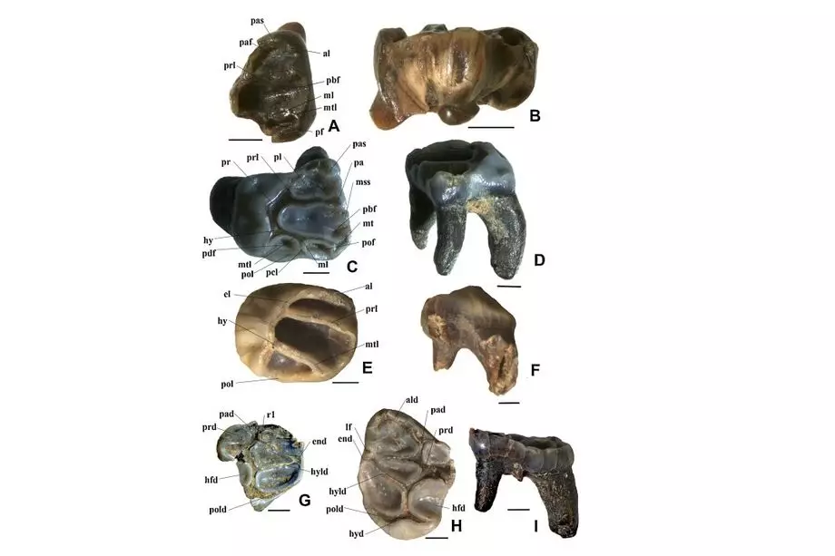 Natuurlijk pigment maakt onderscheid tussen levende en dode cellen in culturen zonder ze te beschadigen