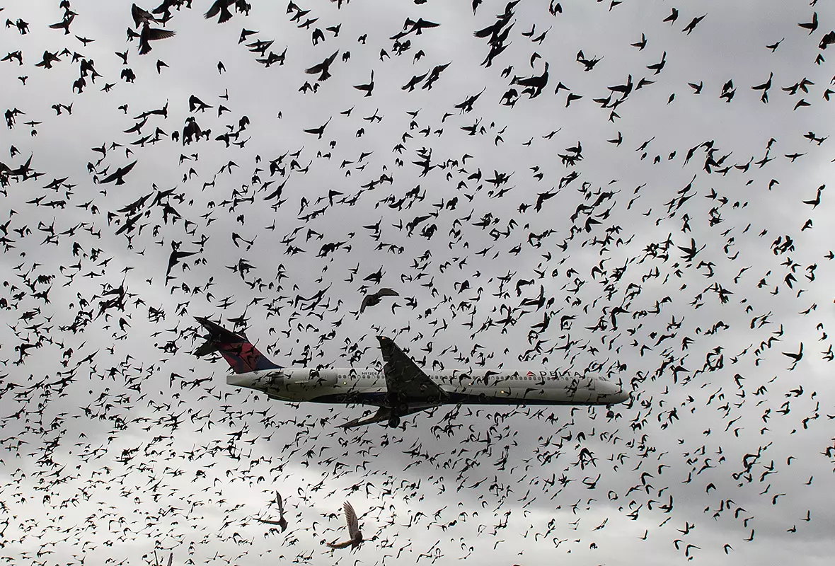 Os cosmonautas rusos instalan antena na ISS para rastrexar as poboacións de aves 52679_1